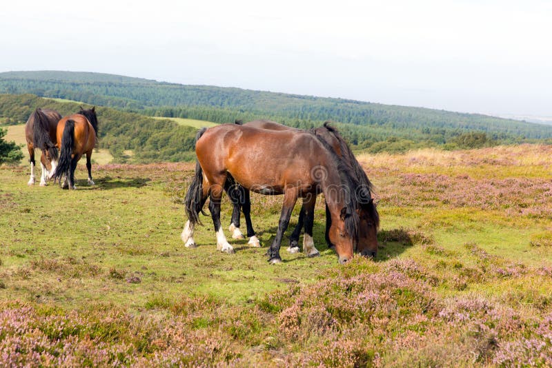 Wild Ponies and Heather Quantock Hills Somerset Stock Photo - Image of ...