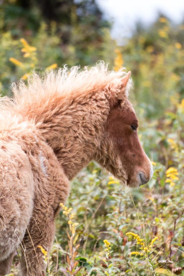 Wild ponies stock image. Image of macro, plant, rocks - 77204621