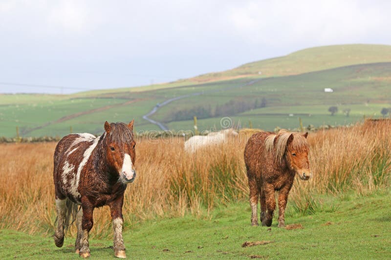 Wild Ponies Standing in the Rain Stock Image - Image of grass, mammal ...