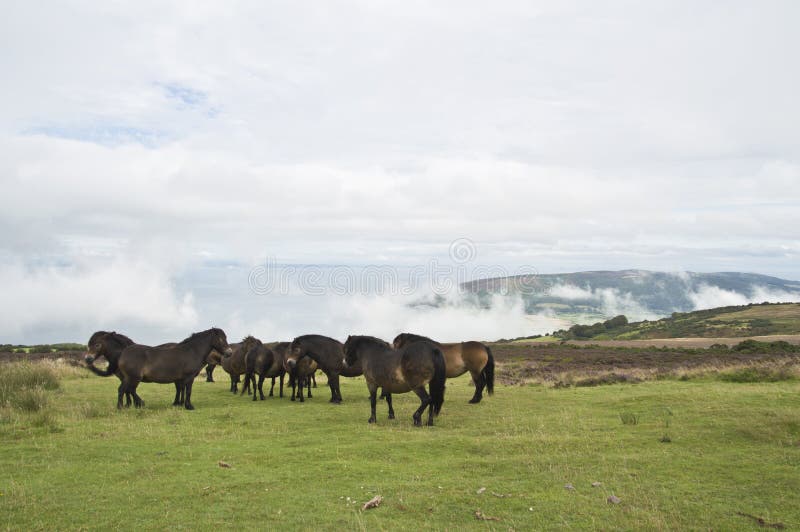 Wild Ponies on Top of Porlock Hill Stock Image - Image of footpath ...