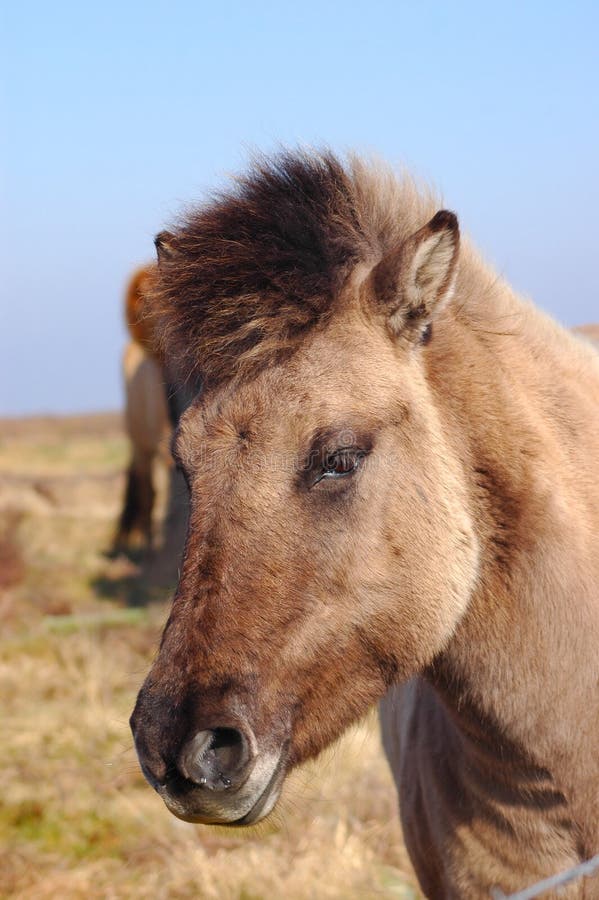 Wild Pony stock image. Image of mane, blown, animal, chestnut - 2251551