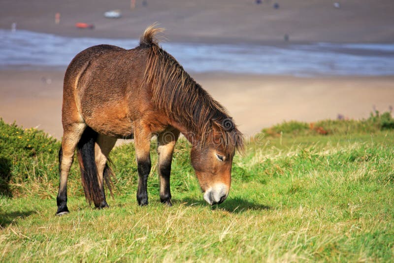 Wild pony stock image. Image of horse, wild, beach, clifftop - 28492837