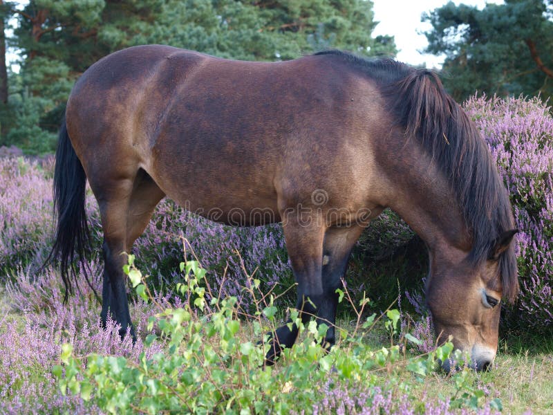 Wild Pony stock photo. Image of riding, wild, grass, flowers - 29510596