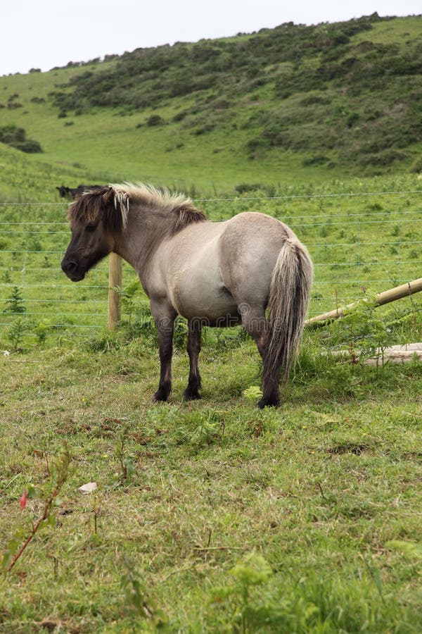 Wild Pony Along the South West Coast of England in Devon Stock Photo ...