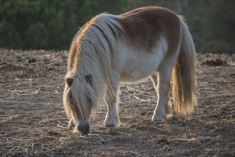 Wild pony eating stock photo. Image of young, equine - 173020962