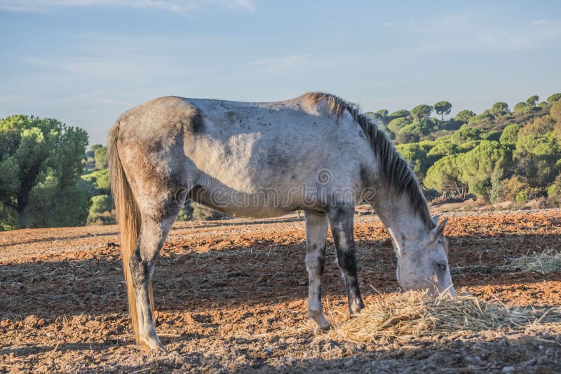 Wild pony eating stock photo. Image of field, horse - 173021112