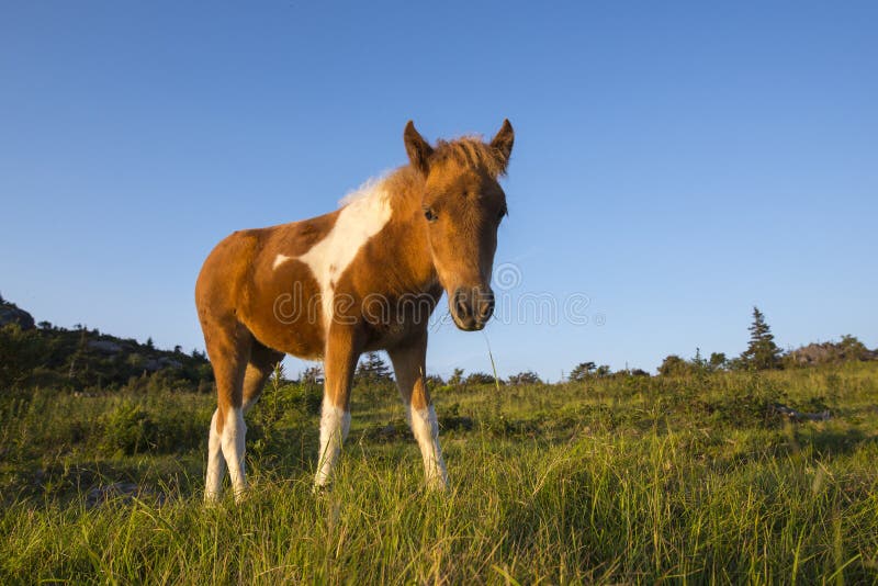 Wild Pony in Grayson Highlands State Park, Virginia Stock Photo - Image ...