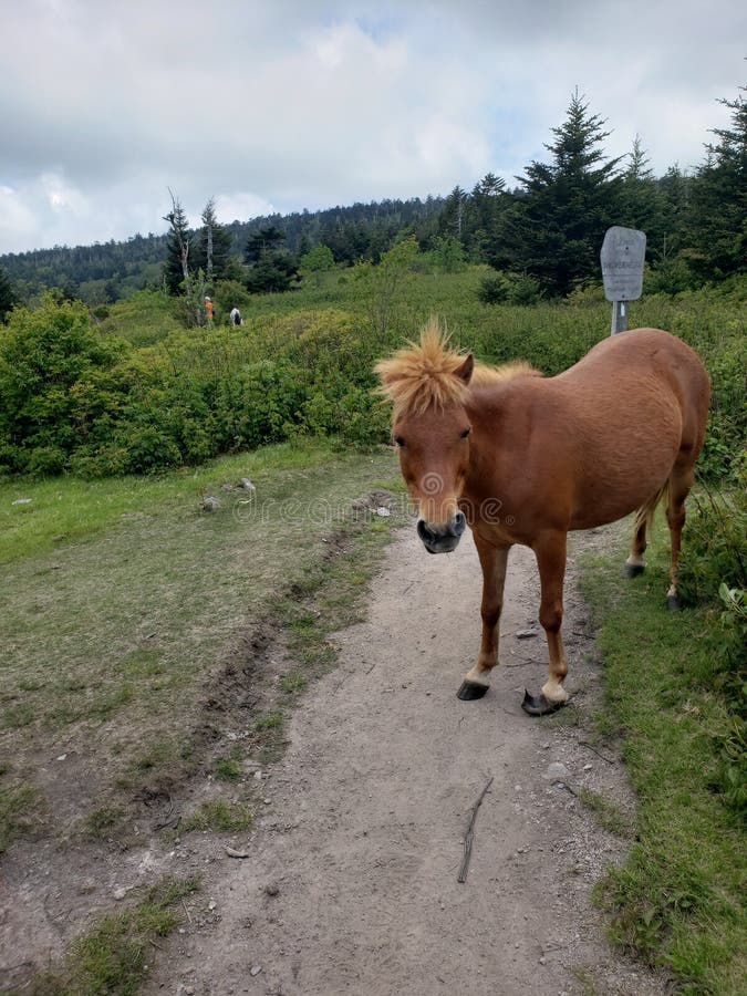 Wild Pony Grayson Highlands Virginia State Park Stock Photo - Image of ...