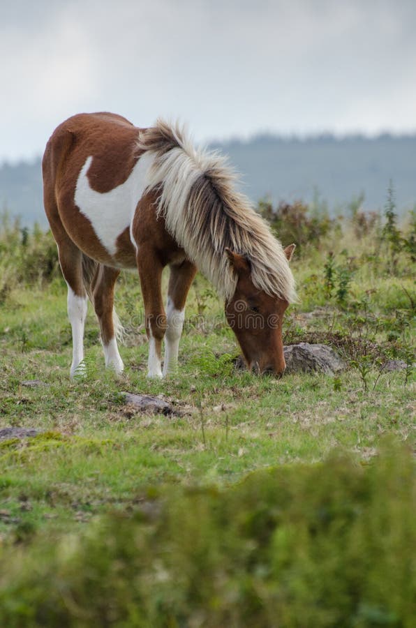 Wild Pony Grazing In Grayson Highlands Stock Image - Image of feral ...