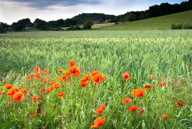 Wild poppies. stock photo. Image of green, france, grass - 13253826