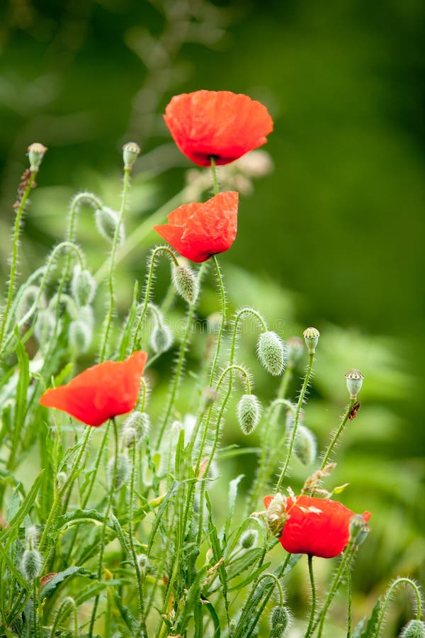 Wild poppies. stock photo. Image of green, france, grass - 13253826