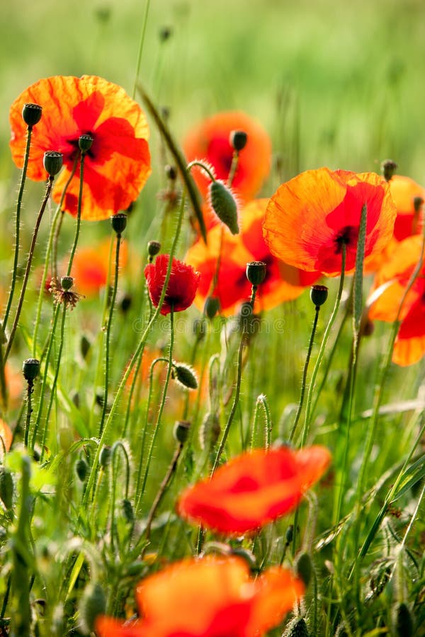 Wild poppies. stock photo. Image of green, france, grass - 13253826