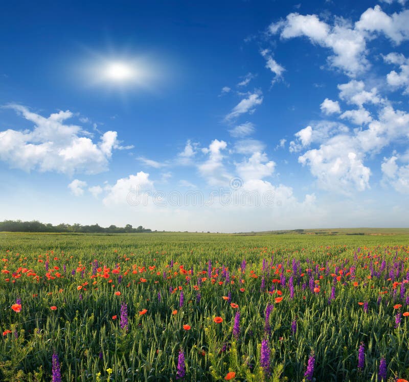 Wild Poppies in the Early Morning Stock Photo - Image of lavender ...