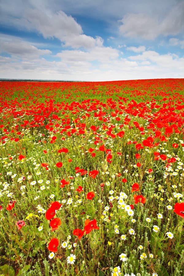 Poppy Field in Bloom stock photo. Image of postcard, farming - 928616
