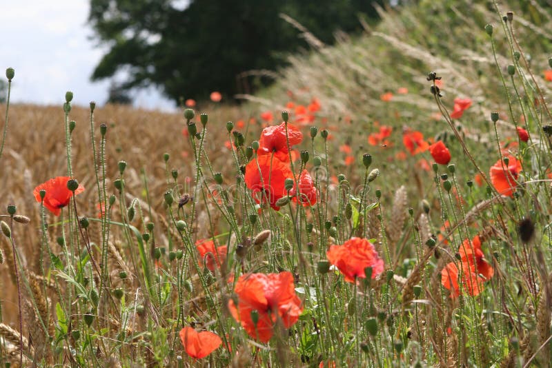Red English Poppy Flower in the Sunshine Stock Image - Image of rhoeas ...
