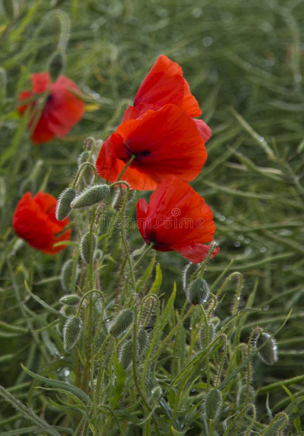 Wild Poppies and Poppy Heads Stock Image - Image of field, papaveraceae ...