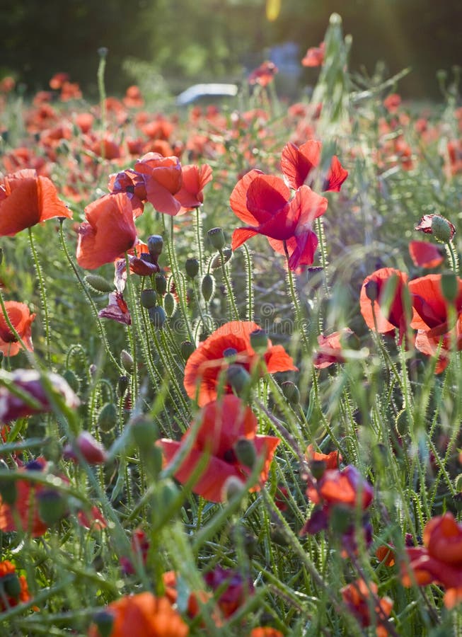 Wild poppies stock photo. Image of blue, green, plant - 31176318