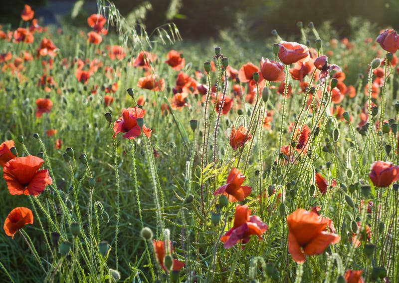 Wild poppies stock photo. Image of stem, blue, flower - 31450552