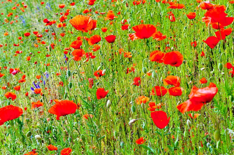 Wild poppies stock photo. Image of bloom, spring, beautiful - 72393602