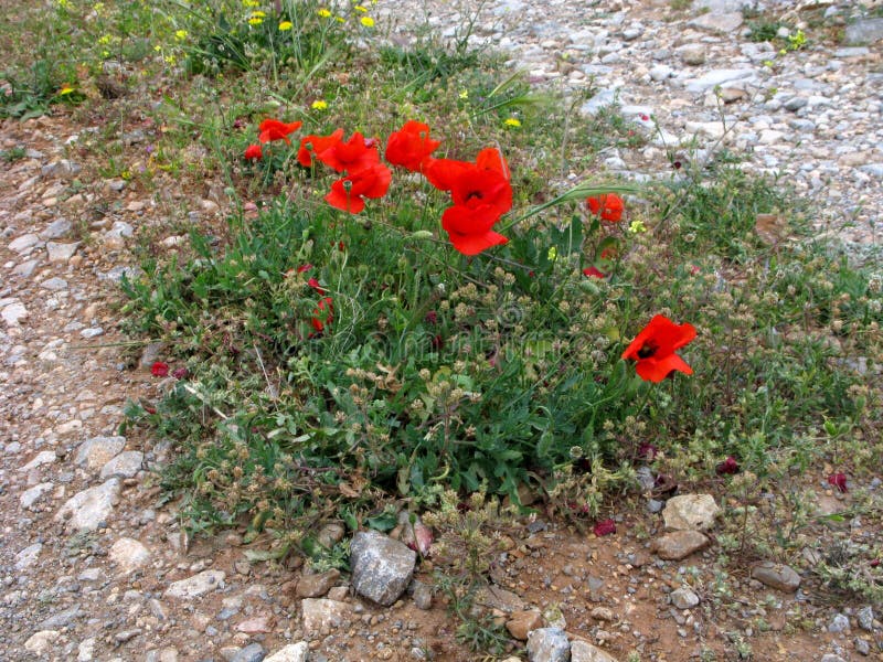 Wild poppies stock image. Image of bunch, crete, painterly - 49451831