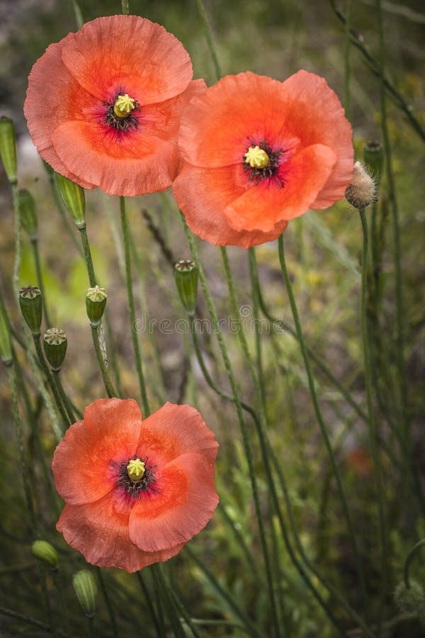 Wild Poppies in Scotland. stock image. Image of papaver - 86016277