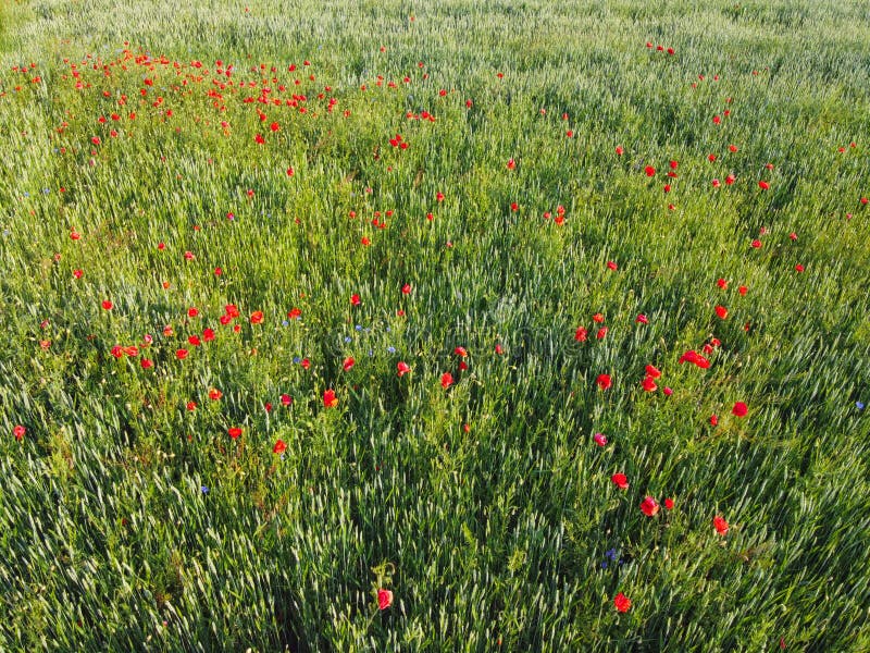 Wild Poppies on a Wheat Field, Aerial View. Red Wildflowers Stock Photo ... Wild Poppies on a Wheat Field, Aerial View. Red Wildflowers Stock Photo ...