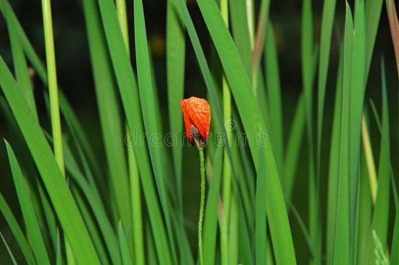 Wild poppy stock photo. Image of beauty, nature, spring - 12966488
