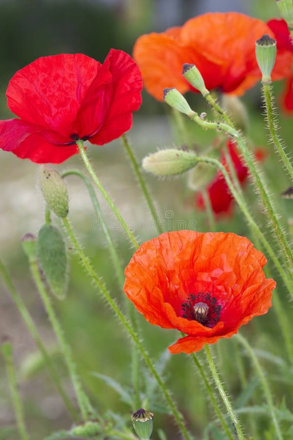 Wild Poppy Flowers on Summer Meadow. Floral Background Stock Image ...