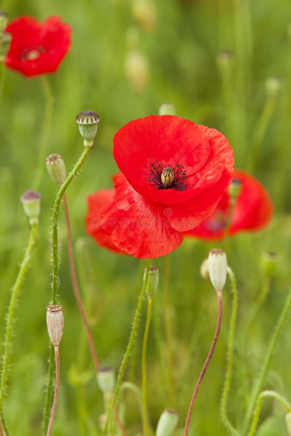 Poppy in grass stock photo. Image of poppy, careal, grass - 47553744