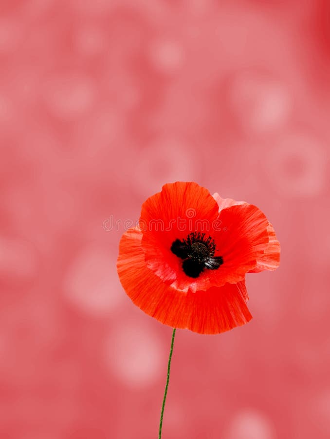 Background Poppy WW1 Barbed Wire and Sandbags World War Stock Image ...