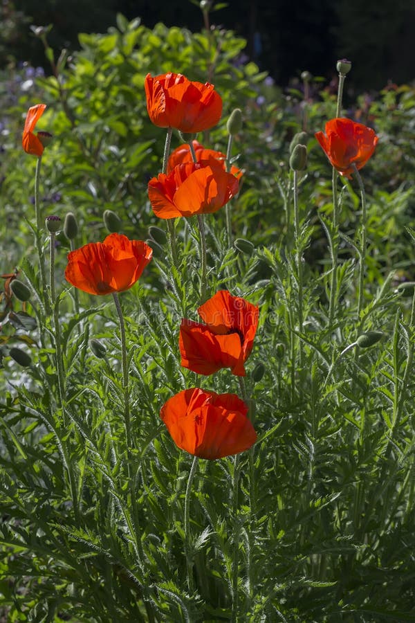 Wild poppy stock photo. Image of bright, flowers, poppy - 93324870