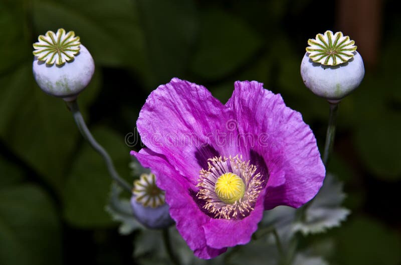 Wild Poppy. Flower and Seeds. Stock Photo - Image of sunlight, blurred ...