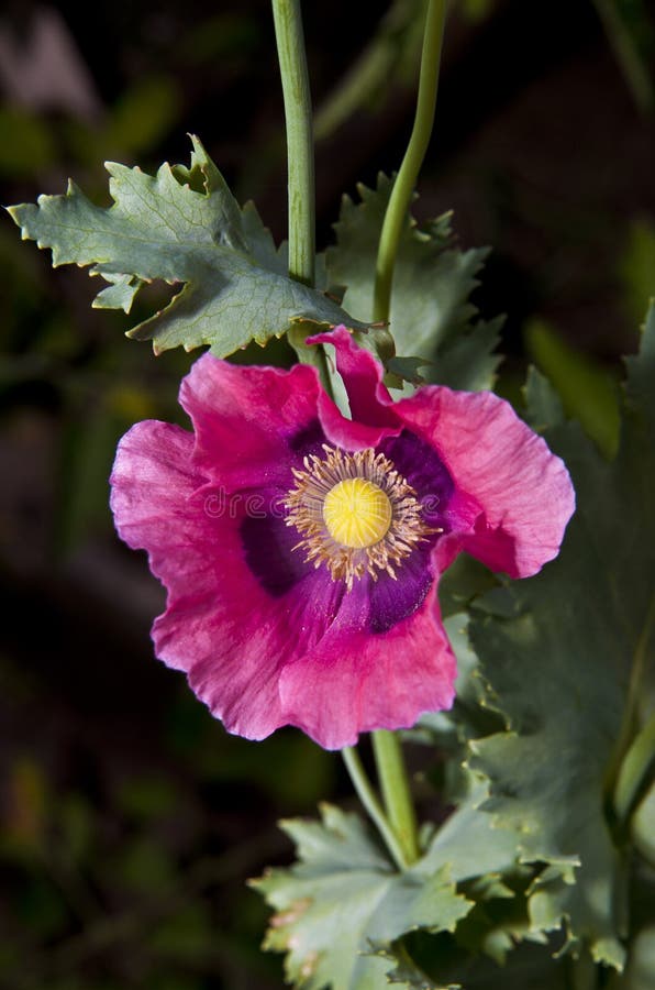 Wild poppy stock image. Image of colors, poppy, flowers - 32745153