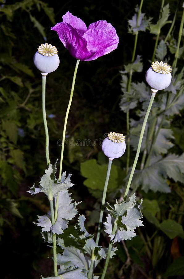 Wild poppy stock photo. Image of green, level, sunlight - 32745154