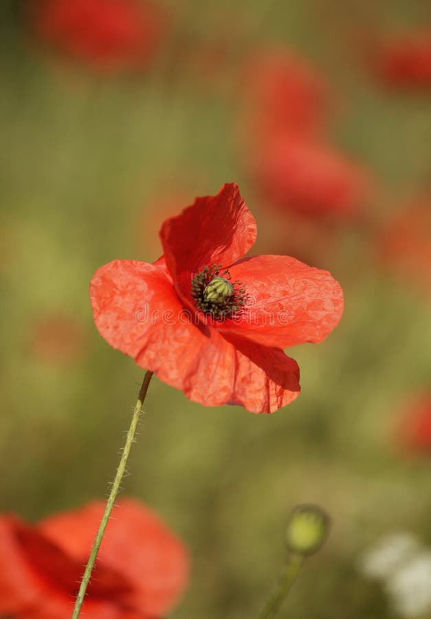 Wild poppy stock photo. Image of medicine, plants, countryside - 98744780