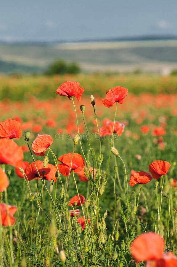 Wild poppy field stock photo. Image of landscape, nature - 10263920
