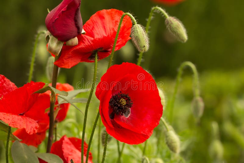 Wild poppy field stock photo. Image of colorful, macro - 53913170