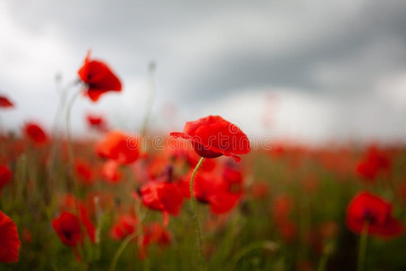 Wild Poppy Field with Grey Rainy Sky Stock Photo - Image of clouds ...