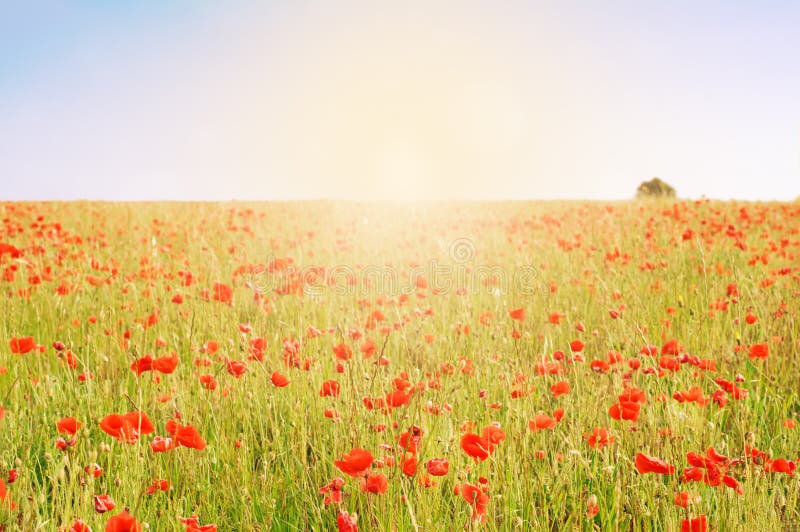 Wild Poppy Field with Tree and Sunlight Stock Photo - Image of people ...