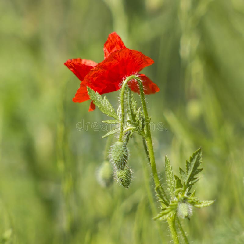 Wild poppy flower stock photo. Image of botany, green - 148881300