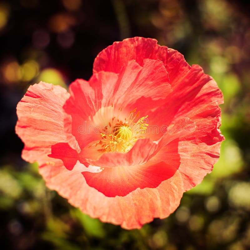 Wild poppy flower stock image. Image of meadow, flora - 68307879