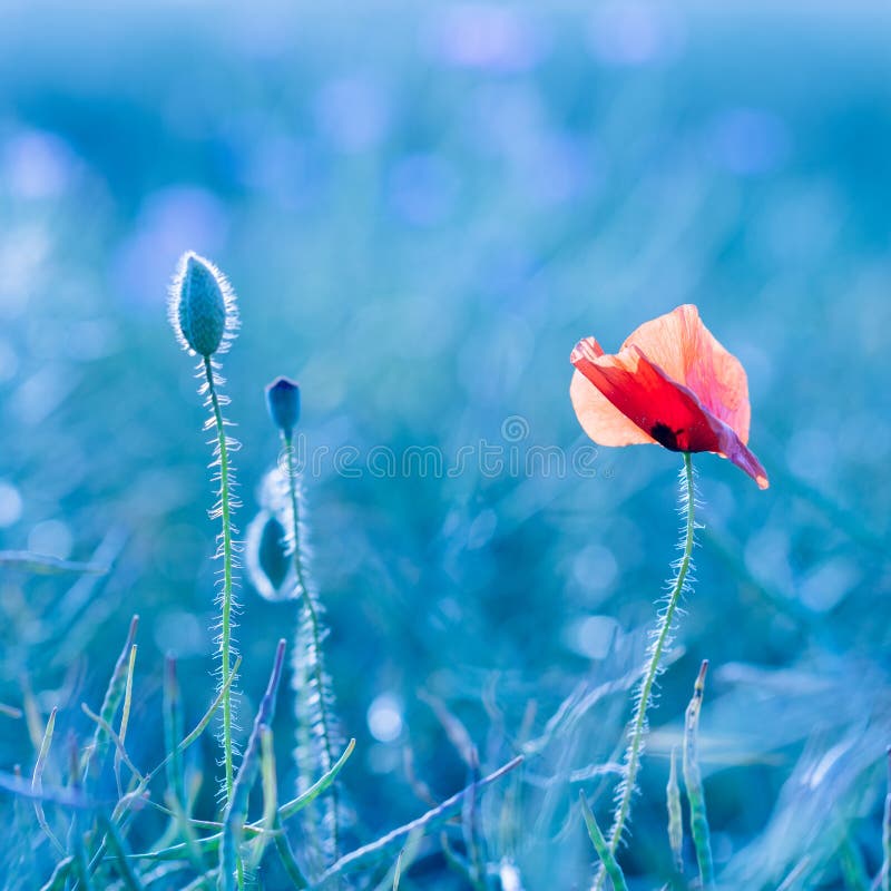 Wild Poppy Flower - Shallow Depth of Field Stock Image - Image of flora ...