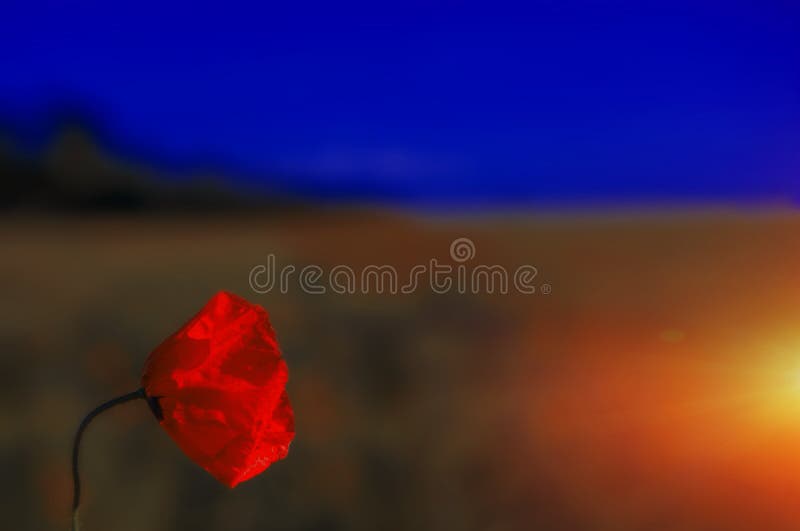 Wild Poppy Flower at Sunset Stock Photo - Image of botany, spring ...