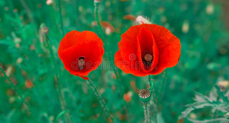 Wild Poppy Flower at Sunset Stock Photo - Image of herbs, springtime ...