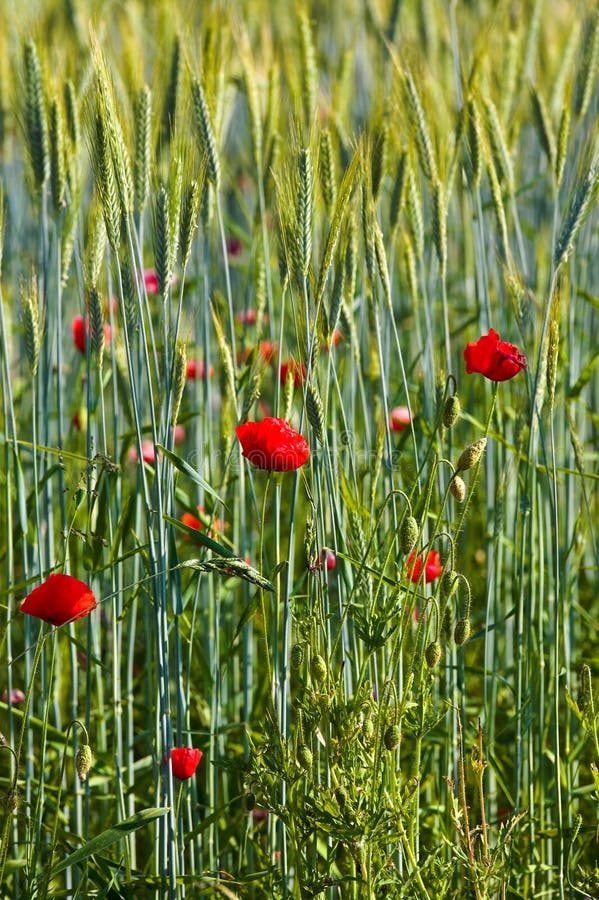 Wild poppy field stock image. Image of flower, blue, wildflowers - 622389
