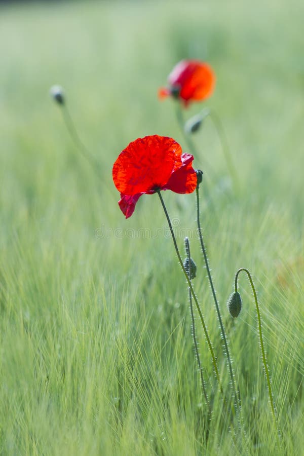 Wild poppy flowers stock image. Image of floral, flower - 72358319