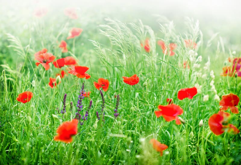 Wild poppy flowers stock photo. Image of flowers, field - 36361562