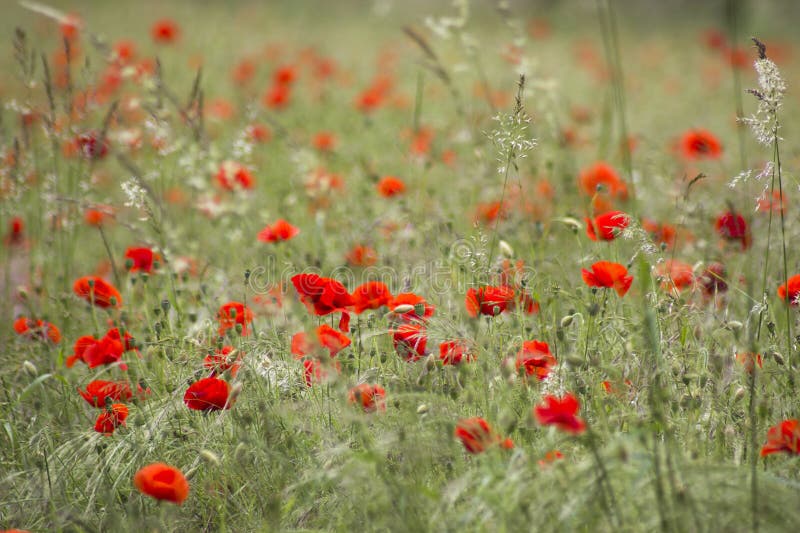 Wild Poppy Flowers in the Meadow Stock Photo - Image of poppy, meadow ...