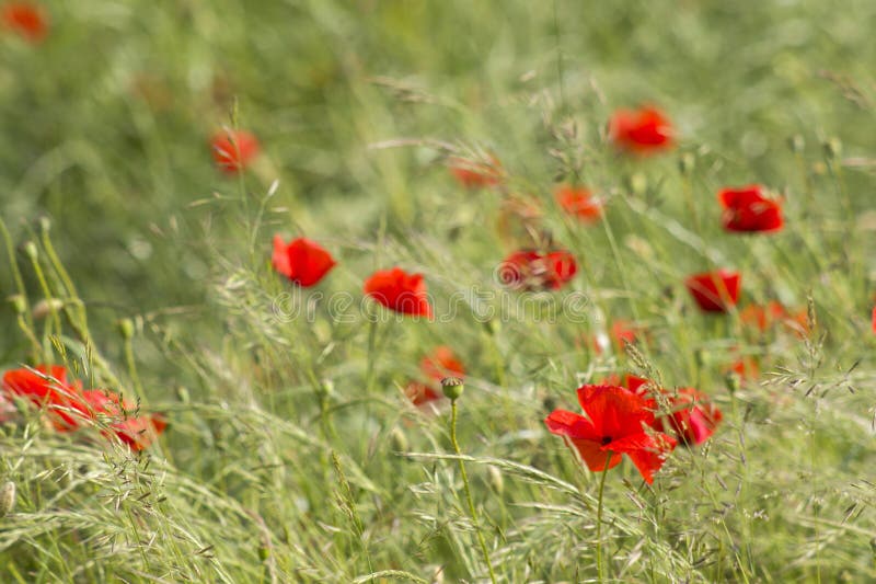 Wild Poppy Flowers in the Meadow Stock Photo - Image of green, grass ...