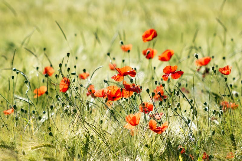 Wild poppy flowers stock photo. Image of flora, flowers - 41683266